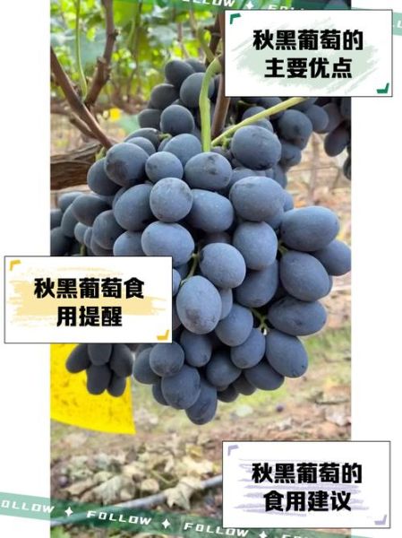 黑葡萄的功效与作用_黑葡萄一天吃多少合适-第3张图片-山城妙识
