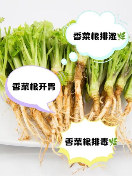 香菜根煮水洗脸有什么好处_怎么用效果最好-第3张图片-山城妙识