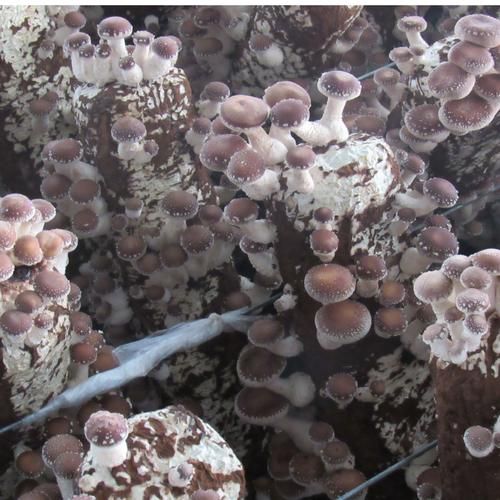 食用菌种类大全_哪些食用菌适合家庭种植-第1张图片-山城妙识