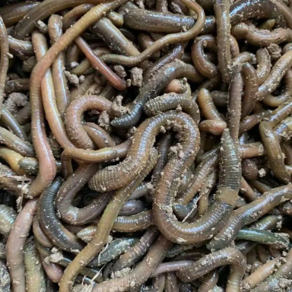 蚯蚓养殖赚钱吗_蚯蚓养殖市场前景怎么样-第3张图片-山城妙识