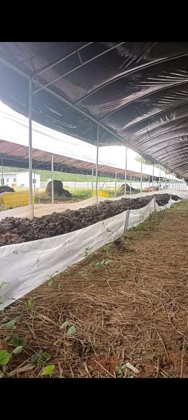 蚯蚓养殖赚钱吗_蚯蚓养殖市场前景怎么样-第1张图片-山城妙识