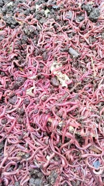 蚯蚓养殖赚钱吗_蚯蚓养殖市场前景怎么样-第2张图片-山城妙识