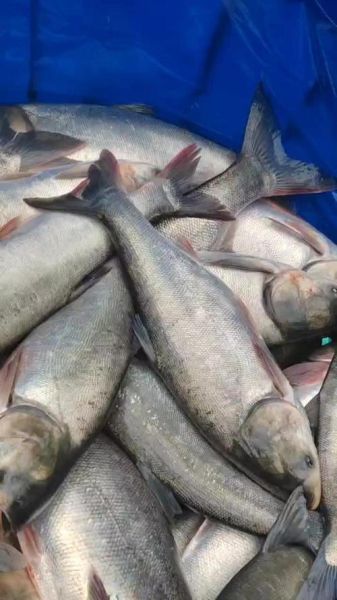 白鲢多少钱一斤_白鲢价格行情-第3张图片-山城妙识