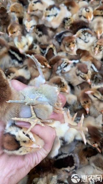 青脚麻鸡苗多少钱一只_青脚麻鸡苗怎么挑选-第3张图片-山城妙识