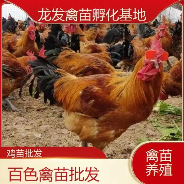 青脚麻鸡苗多少钱一只_青脚麻鸡苗怎么挑选-第2张图片-山城妙识
