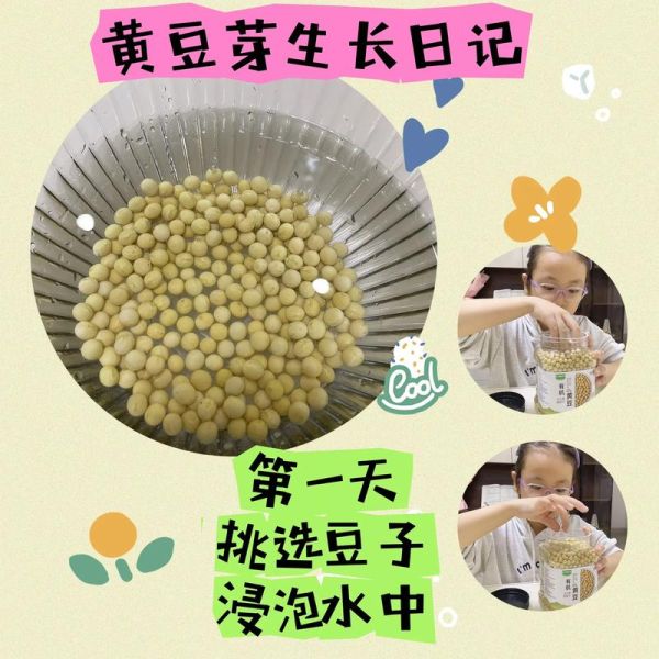 家庭自发黄豆芽怎么发_黄豆芽几天能吃-第1张图片-山城妙识 家庭自发黄豆芽怎么发_黄豆芽几天能吃-第1张图片-山城妙识