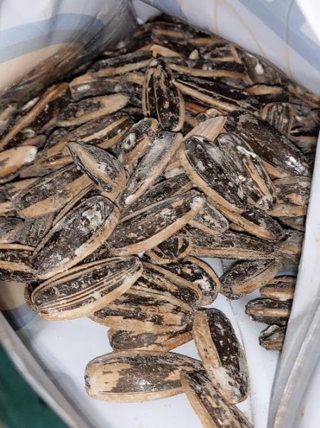 海瓜子开口了是坏了吗_还能不能吃-第2张图片-山城妙识