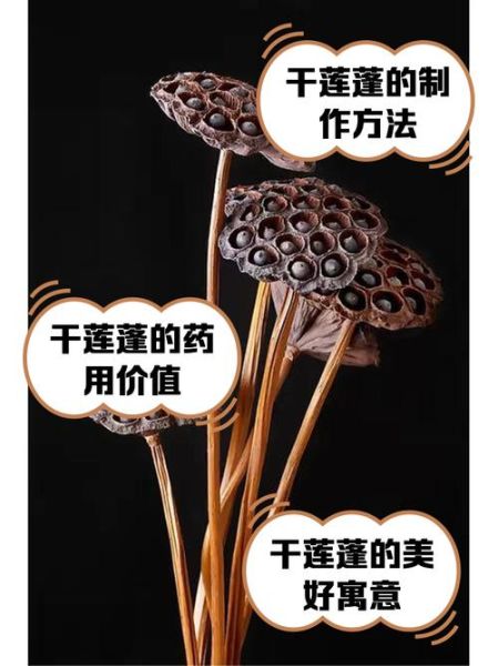 莲蓬怎么保存新鲜_莲蓬可以放冰箱吗-第2张图片-山城妙识