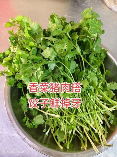 香菜素馅饺子馅怎么调好吃_香菜素馅饺子馅的做法窍门-第2张图片-山城妙识