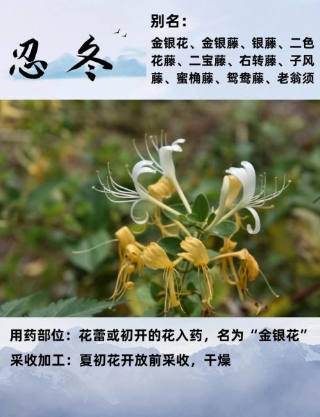 忍冬藤的功效与作用_忍冬藤和金银花的区别-第1张图片-山城妙识