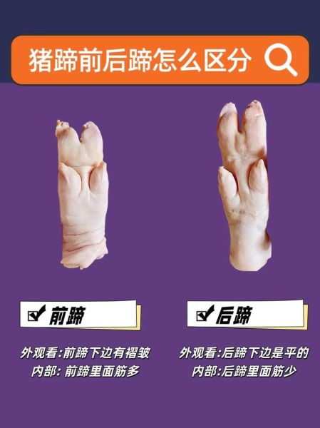 蹄髈和肘子的区别是哪个部位_图解猪前腿后腿-第1张图片-山城妙识