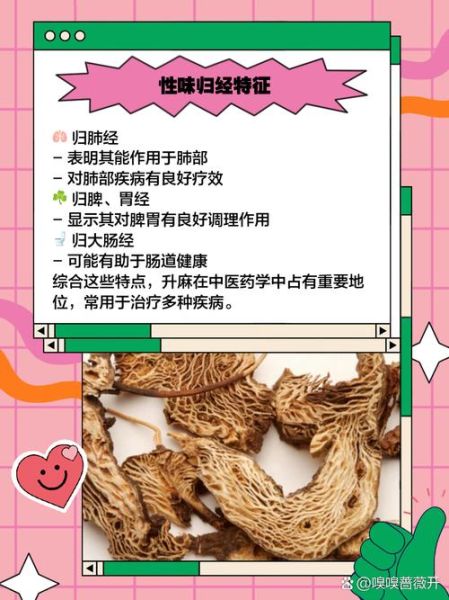 升麻图片长什么样_升麻真假如何辨别-第3张图片-山城妙识