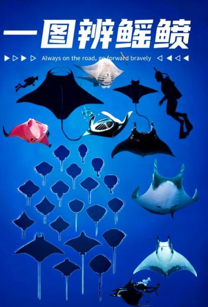 鳐鱼和魟鱼的区别_鳐鱼是魟鱼吗-第1张图片-山城妙识 鳐鱼和魟鱼的区别_鳐鱼是魟鱼吗-第1张图片-山城妙识