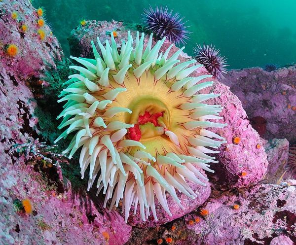 海葵是什么动物_海葵是植物还是动物-第1张图片-山城妙识