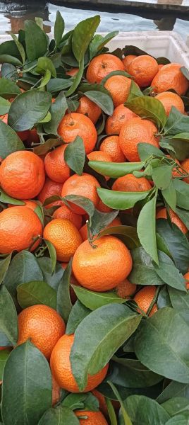 桔子摄影怎么样_桔子摄影真实口碑-第3张图片-山城妙识