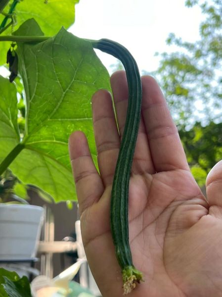 八角丝瓜的功效与作用_八角丝瓜怎么吃最营养-第3张图片-山城妙识