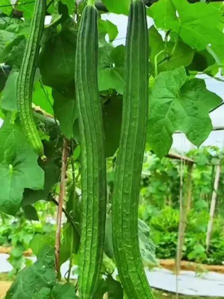 八角丝瓜的功效与作用_八角丝瓜怎么吃最营养-第1张图片-山城妙识