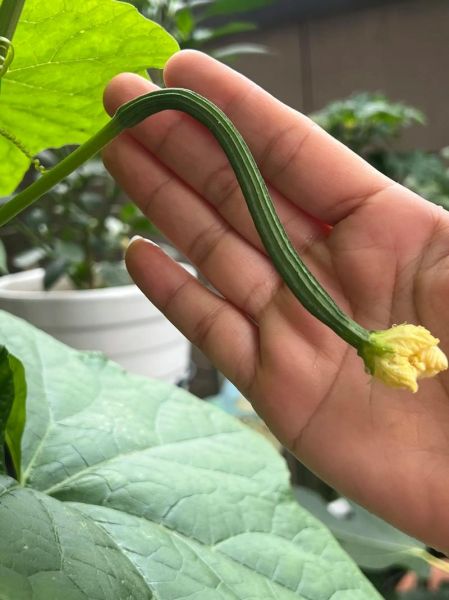 八角丝瓜的功效与作用_八角丝瓜怎么吃最营养-第2张图片-山城妙识