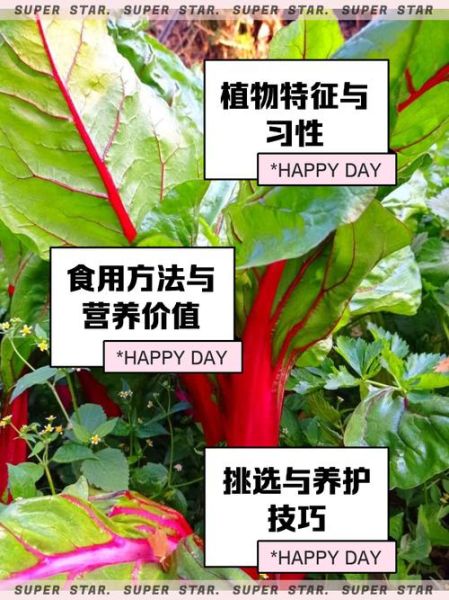 甜菜叶的功效与作用_甜菜叶怎么吃最营养-第1张图片-山城妙识 甜菜叶的功效与作用_甜菜叶怎么吃最营养-第1张图片-山城妙识