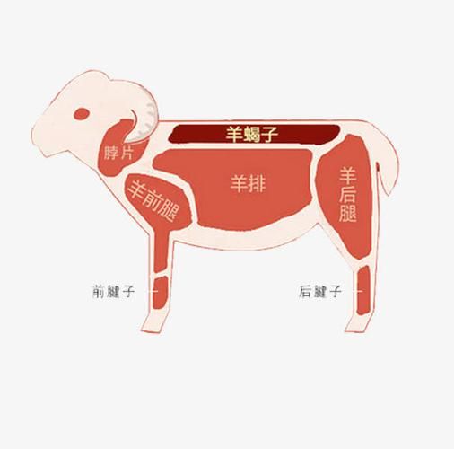 羊蝎子是羊的哪个部位_羊蝎子图片解剖图-第2张图片-山城妙识 羊蝎子是羊的哪个部位_羊蝎子图片解剖图-第2张图片-山城妙识