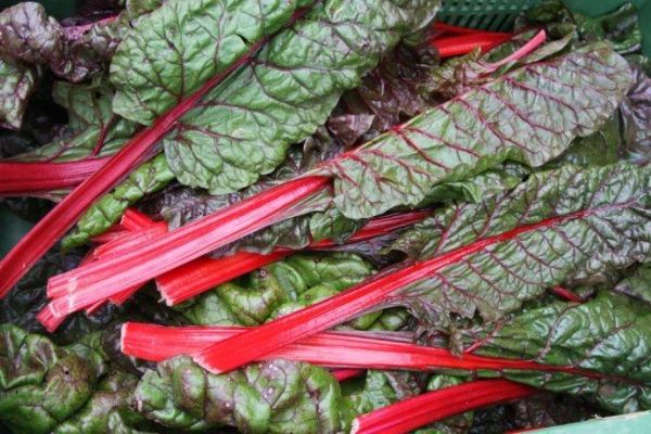 甜菜叶的功效与作用_甜菜叶怎么吃最营养-第3张图片-山城妙识 甜菜叶的功效与作用_甜菜叶怎么吃最营养-第3张图片-山城妙识