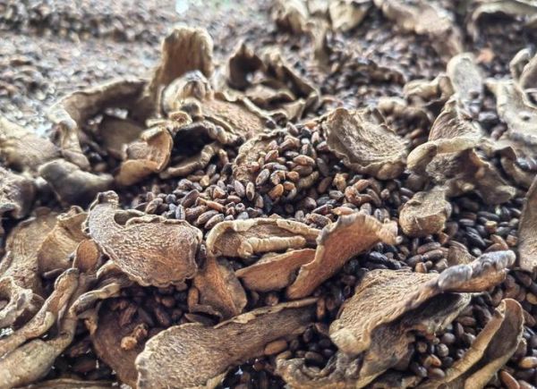 姜炒米的功效与作用_怎么吃最养胃-第2张图片-山城妙识