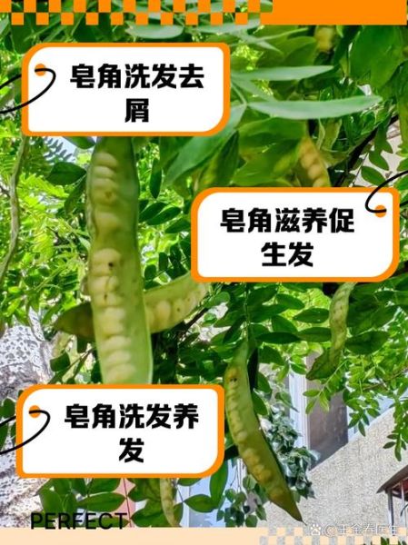 皂角洗头有什么好处_皂角洗头怎么洗-第1张图片-山城妙识