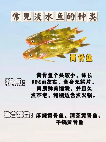 常见的淡水鱼有哪些_如何区分常见淡水鱼-第1张图片-山城妙识