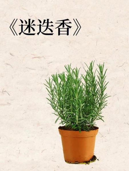 迷迭香周杰伦_歌词含义是什么-第1张图片-山城妙识