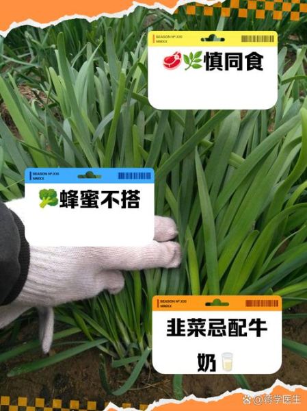 韭菜壮阳是真的吗_韭菜不能和什么一起吃-第1张图片-山城妙识 韭菜壮阳是真的吗_韭菜不能和什么一起吃-第1张图片-山城妙识