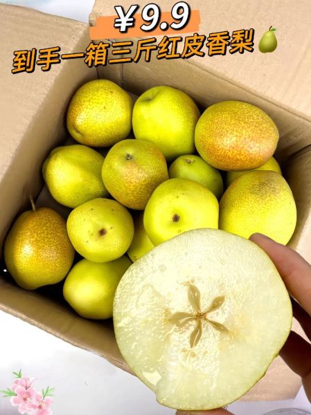 香梨图片大全_香梨怎么挑选才甜-第1张图片-山城妙识