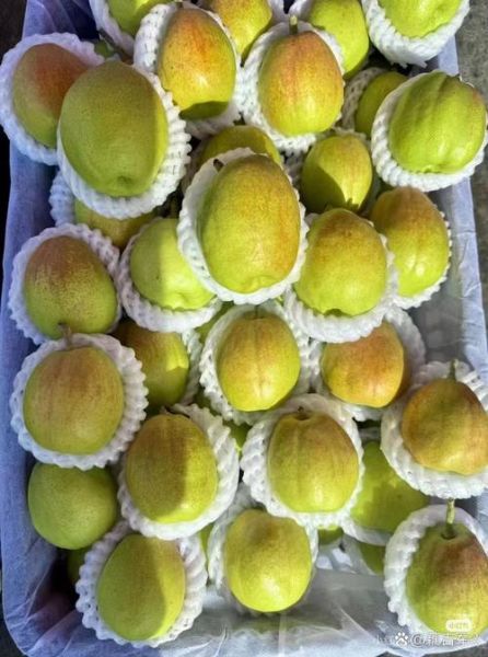 香梨图片大全_香梨怎么挑选才甜-第3张图片-山城妙识