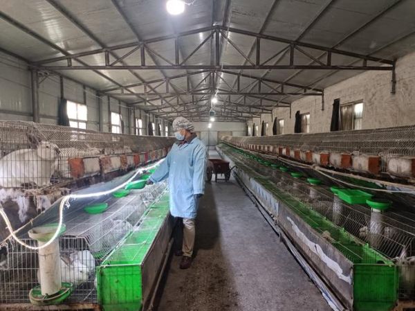 肉兔养殖成本与利润_肉兔养殖技术要点-第1张图片-山城妙识 肉兔养殖成本与利润_肉兔养殖技术要点-第1张图片-山城妙识