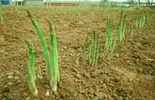 芦笋什么时候种_芦笋种植方法全过程-第2张图片-山城妙识