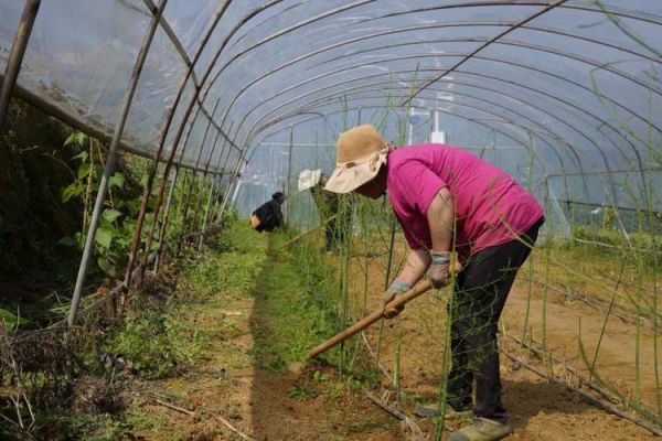 芦笋什么时候种_芦笋种植方法全过程-第3张图片-山城妙识