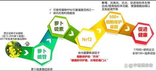萝卜硫素抗癌机制_萝卜硫素怎么吃最有效-第2张图片-山城妙识