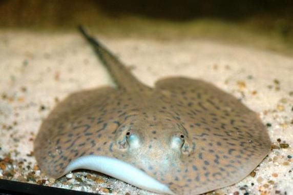 蝙蝠鱼和魔鬼鱼的区别_怎么区分蝠鲼与魟鱼-第2张图片-山城妙识 蝙蝠鱼和魔鬼鱼的区别_怎么区分蝠鲼与魟鱼-第2张图片-山城妙识