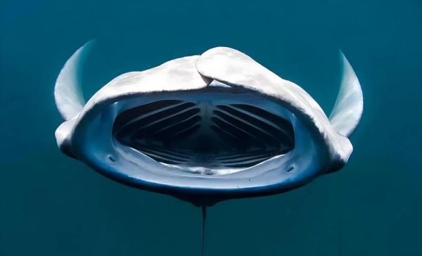 蝙蝠鱼和魔鬼鱼的区别_怎么区分蝠鲼与魟鱼-第3张图片-山城妙识 蝙蝠鱼和魔鬼鱼的区别_怎么区分蝠鲼与魟鱼-第3张图片-山城妙识