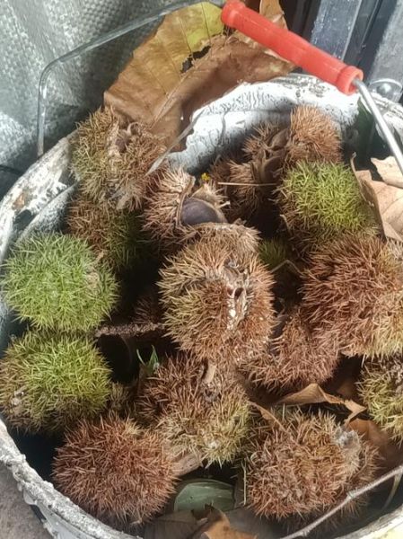 罗田板栗采摘园在哪_罗田板栗采摘园怎么去-第1张图片-山城妙识