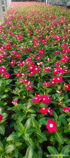 长春花是多年生还是一年生_长春花能活几年-第1张图片-山城妙识 长春花是多年生还是一年生_长春花能活几年-第1张图片-山城妙识