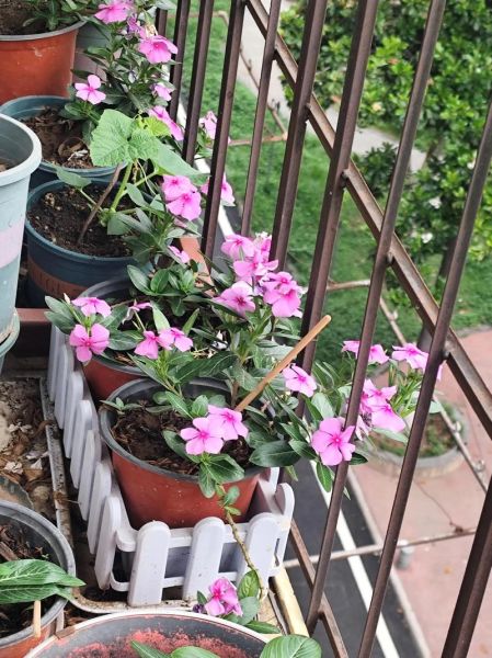 长春花是多年生还是一年生_长春花能活几年-第2张图片-山城妙识 长春花是多年生还是一年生_长春花能活几年-第2张图片-山城妙识