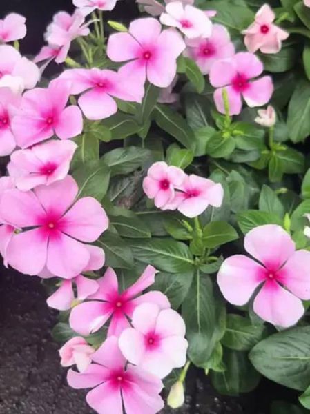 长春花是多年生还是一年生_长春花能活几年-第3张图片-山城妙识 长春花是多年生还是一年生_长春花能活几年-第3张图片-山城妙识