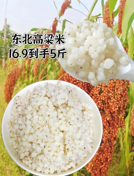 高粱米怎么吃_高粱米做法大全-第1张图片-山城妙识