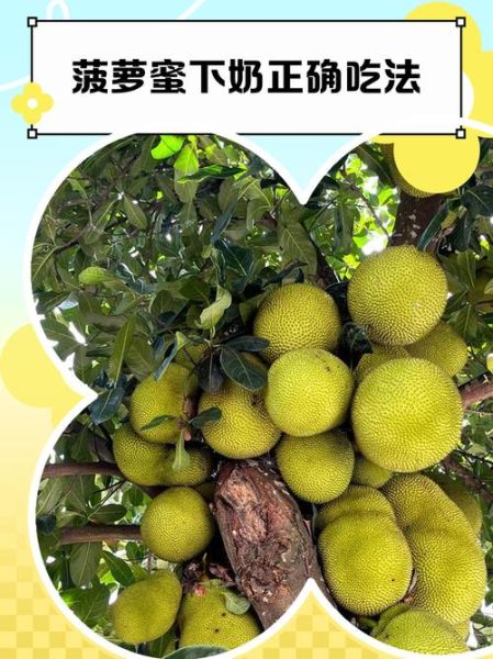 菠萝蜜能减肥吗_吃菠萝蜜减肥的正确方法-第3张图片-山城妙识