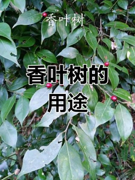 香叶树的功效与作用_香叶树能治疗哪些疾病-第1张图片-山城妙识