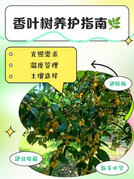 香叶树的功效与作用_香叶树能治疗哪些疾病-第2张图片-山城妙识