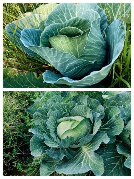 甘蓝菜品种图片大全_如何区分不同甘蓝-第2张图片-山城妙识