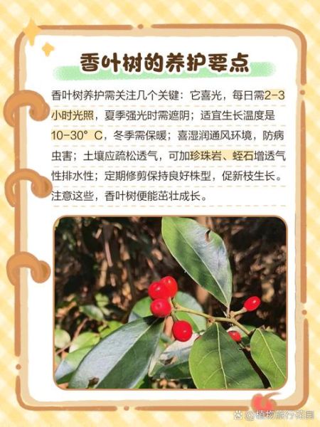 香叶树的功效与作用_香叶树能治疗哪些疾病-第3张图片-山城妙识