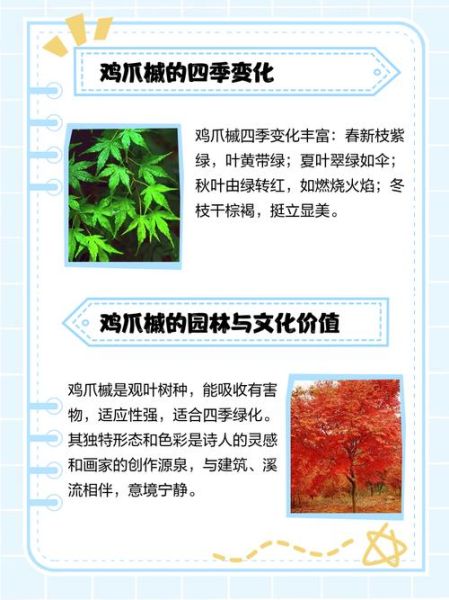 鸡爪槭怎么读_鸡爪槭读音拼音-第1张图片-山城妙识 鸡爪槭怎么读_鸡爪槭读音拼音-第1张图片-山城妙识