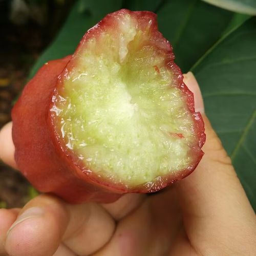 莲雾怎么挑选_莲雾图片大全-第2张图片-山城妙识